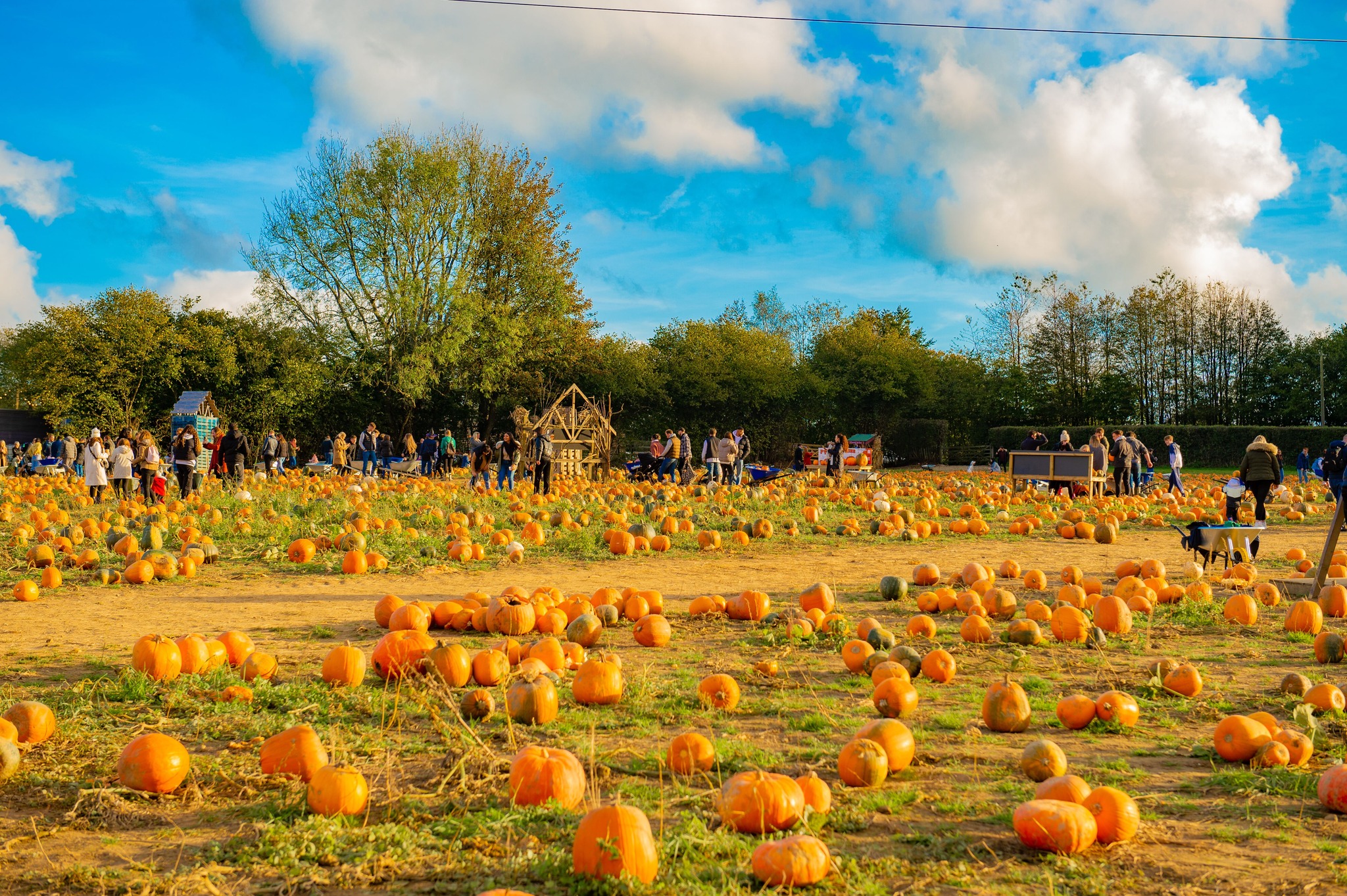 Tulleys Pumpkin Festival - Metrobus