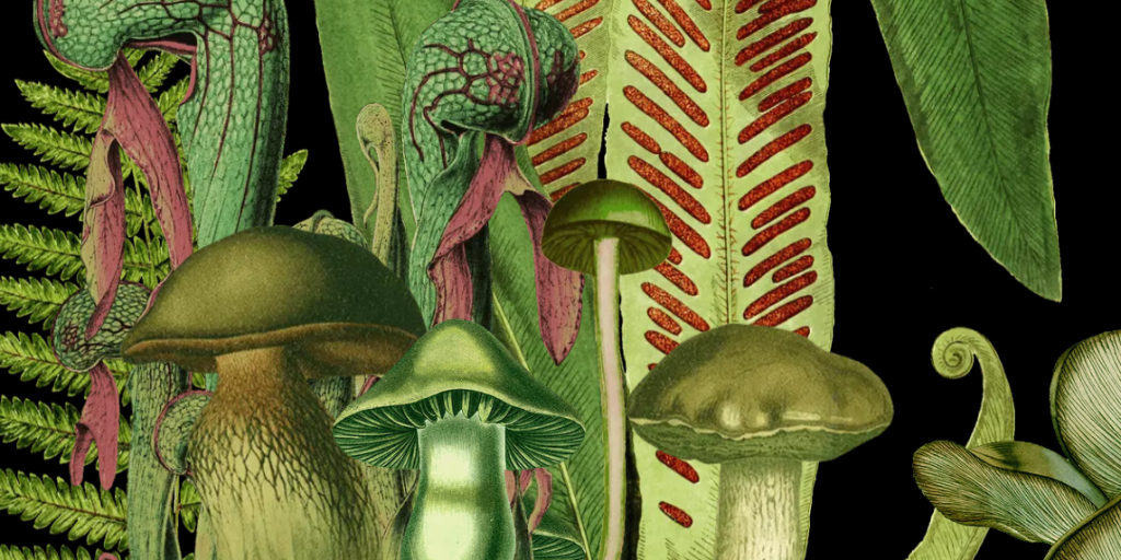 All Things Fungi Festival - Metrobus
